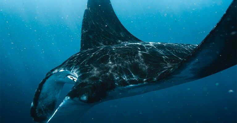 The Marvelous Manta Mouth - Tebo Dental